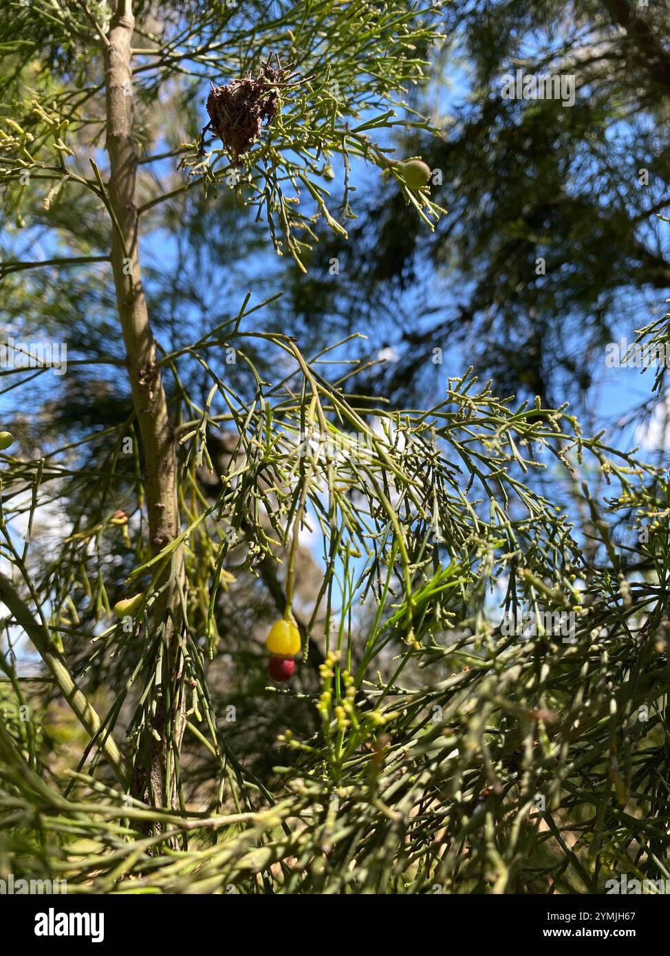 Exocarpos cupressiformis hi-res stock photography and images - Alamy
