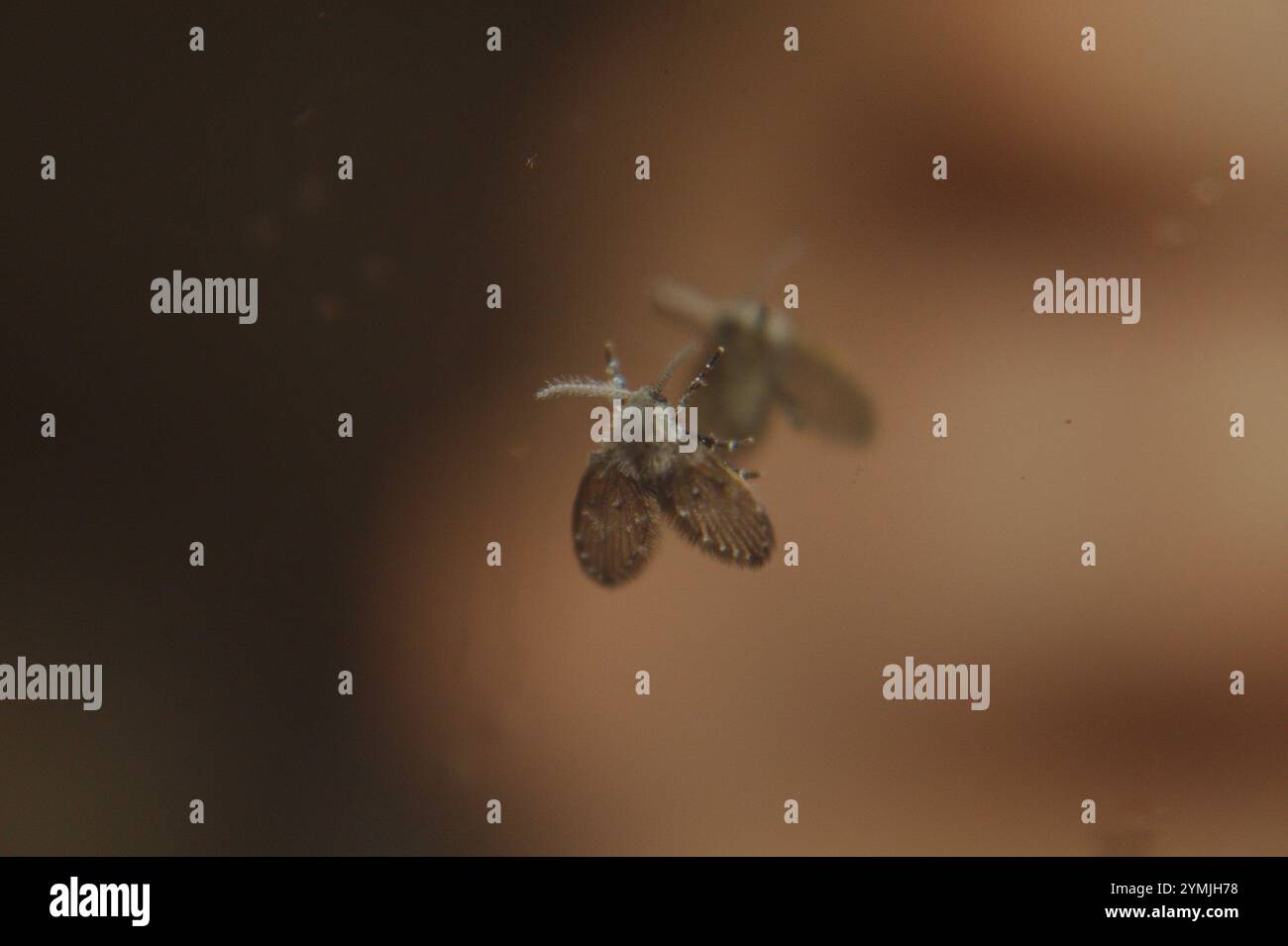 Bathroom Moth Fly (Clogmia albipunctata Stock Photo - Alamy