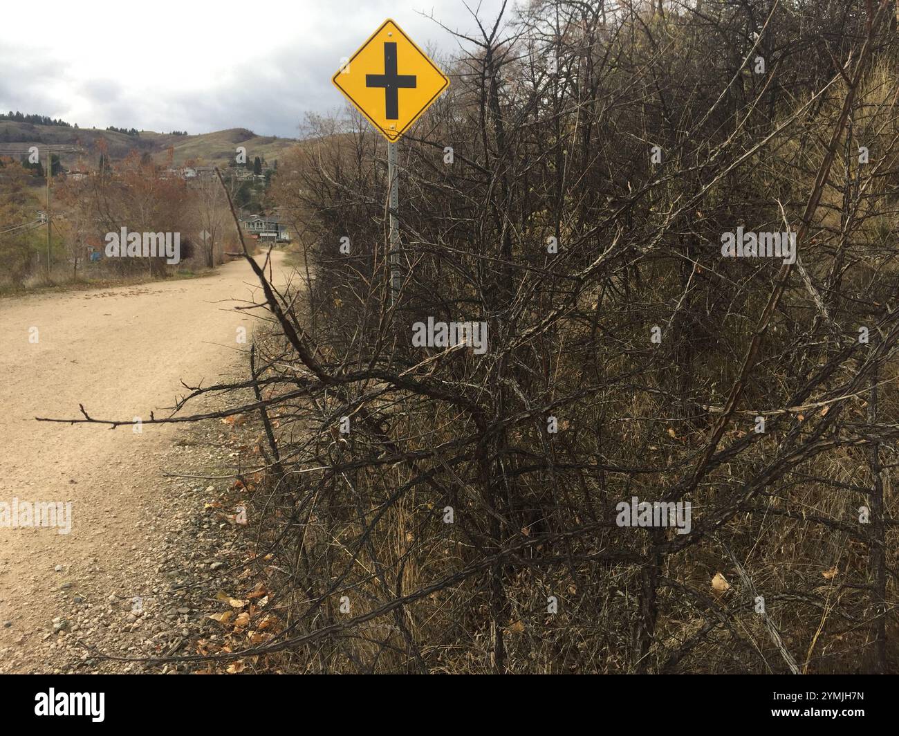 Family ulmaceae hi-res stock photography and images - Alamy