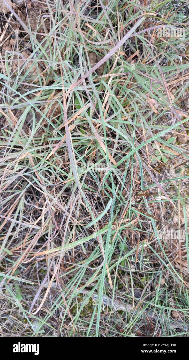 King Ranch bluestem (Bothriochloa ischaemum Stock Photo - Alamy
