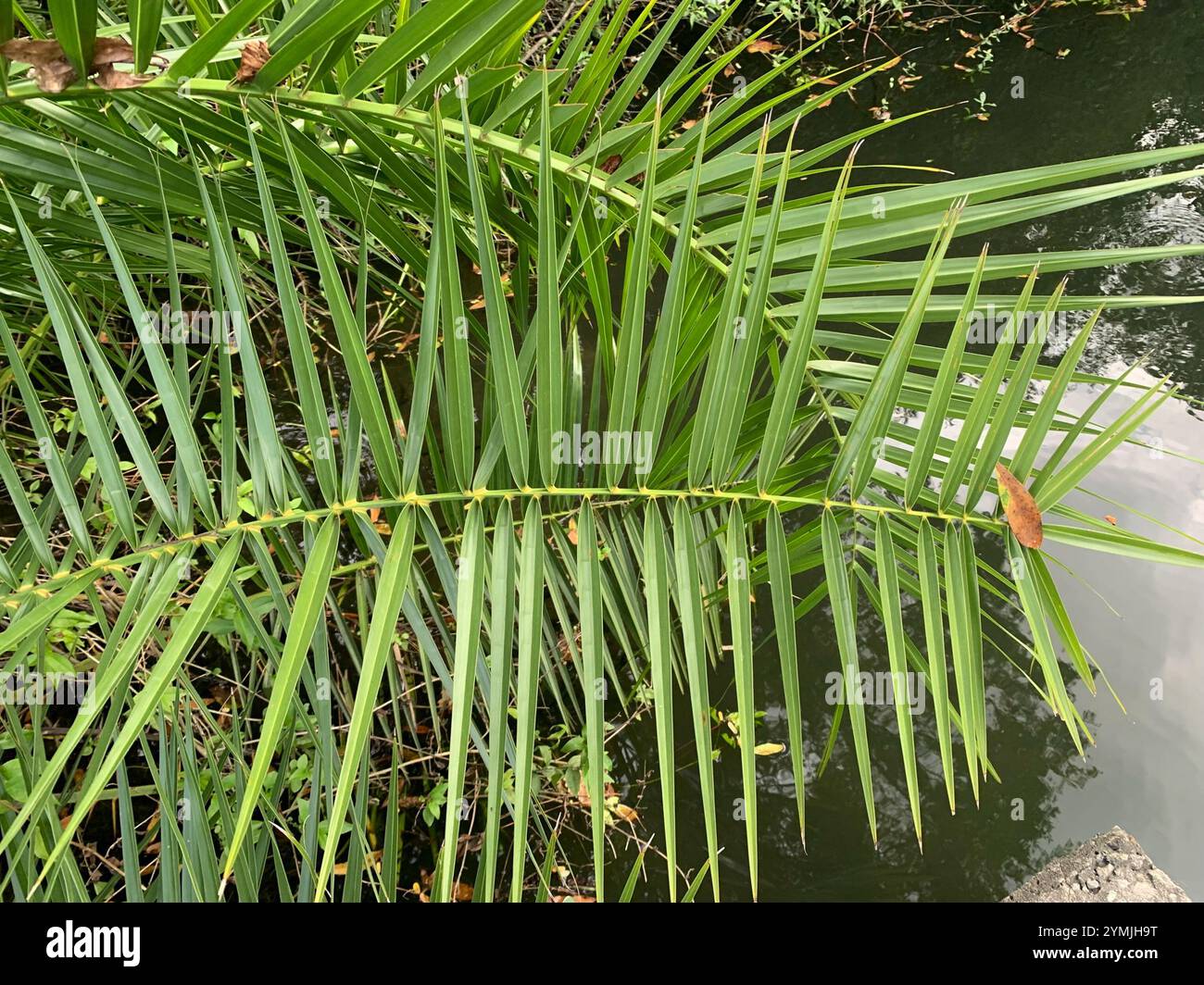 Reclining Date Palm (Phoenix reclinata Stock Photo - Alamy