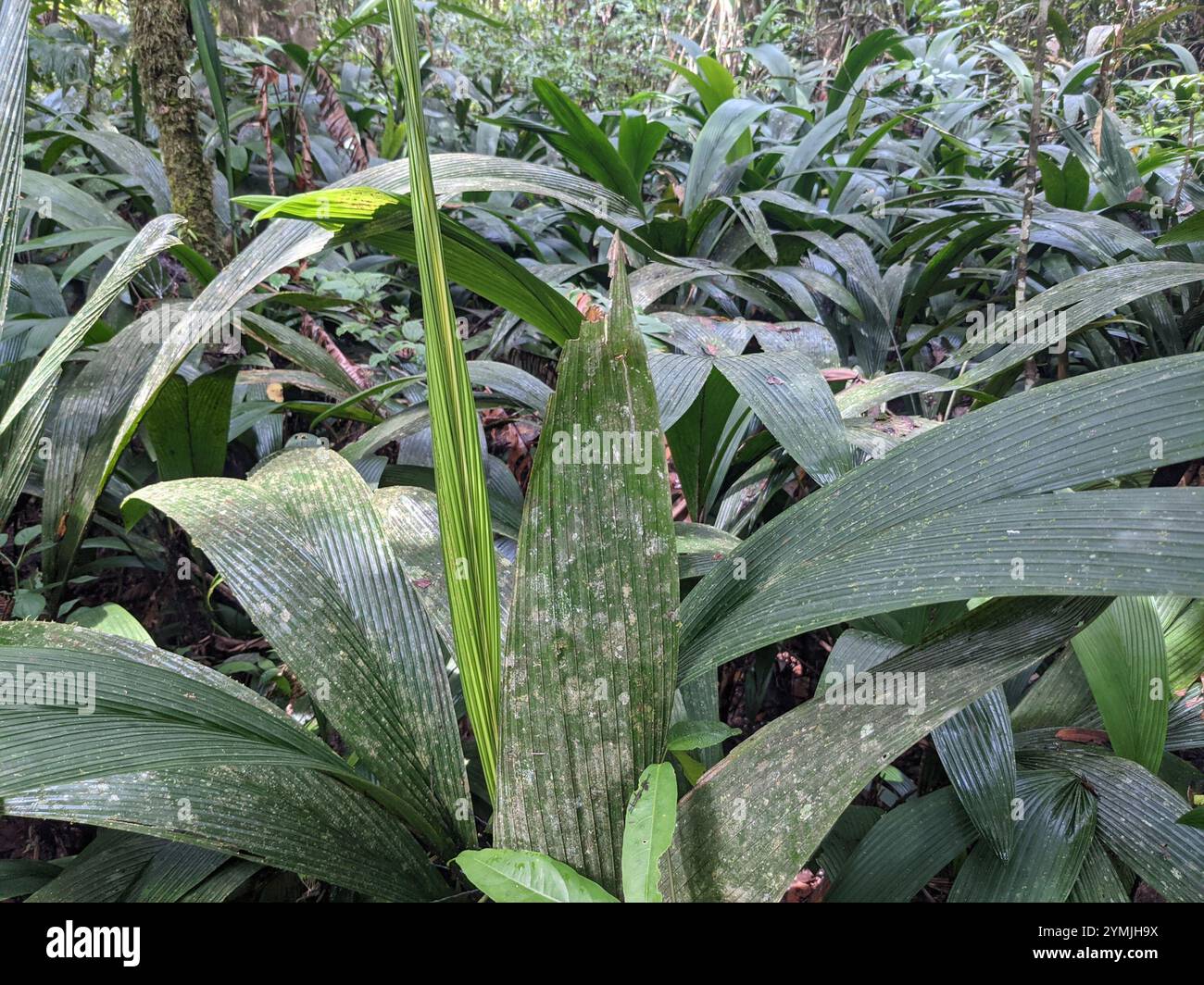 Geonoma hi-res stock photography and images - Alamy