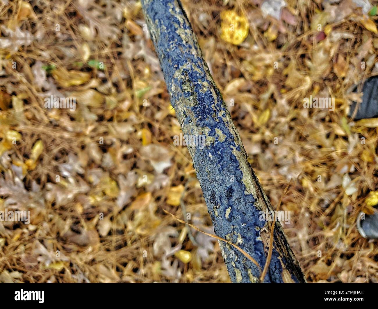 Cobalt Crust (Terana coerulea Stock Photo - Alamy