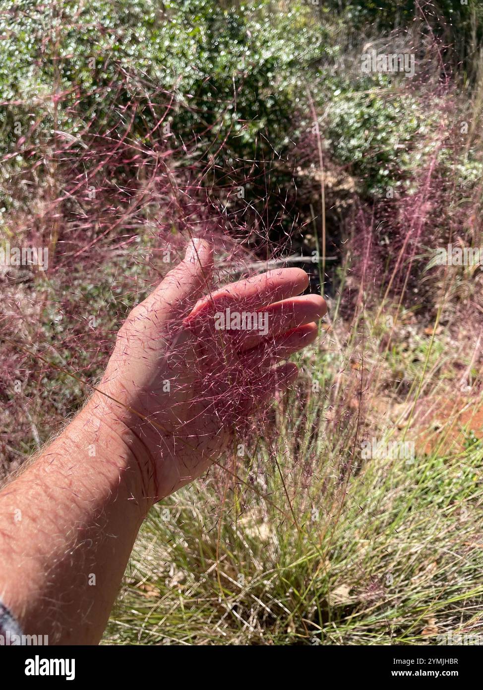 Hairawn Muhly (Muhlenbergia capillaris Stock Photo - Alamy