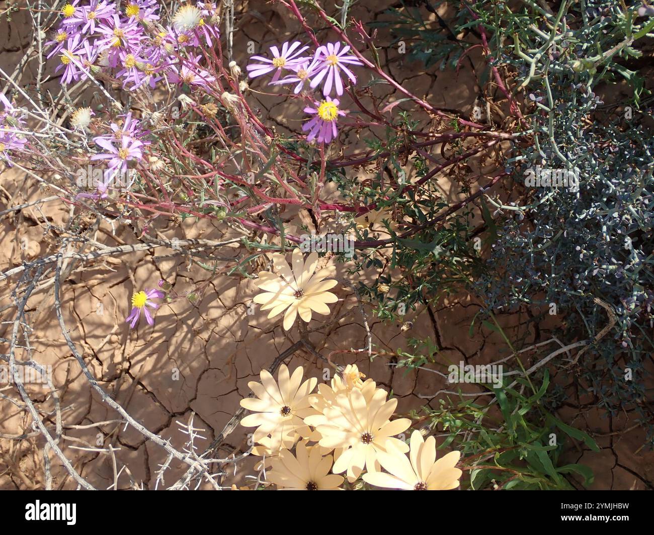 Senecio arenarius hi-res stock photography and images - Alamy