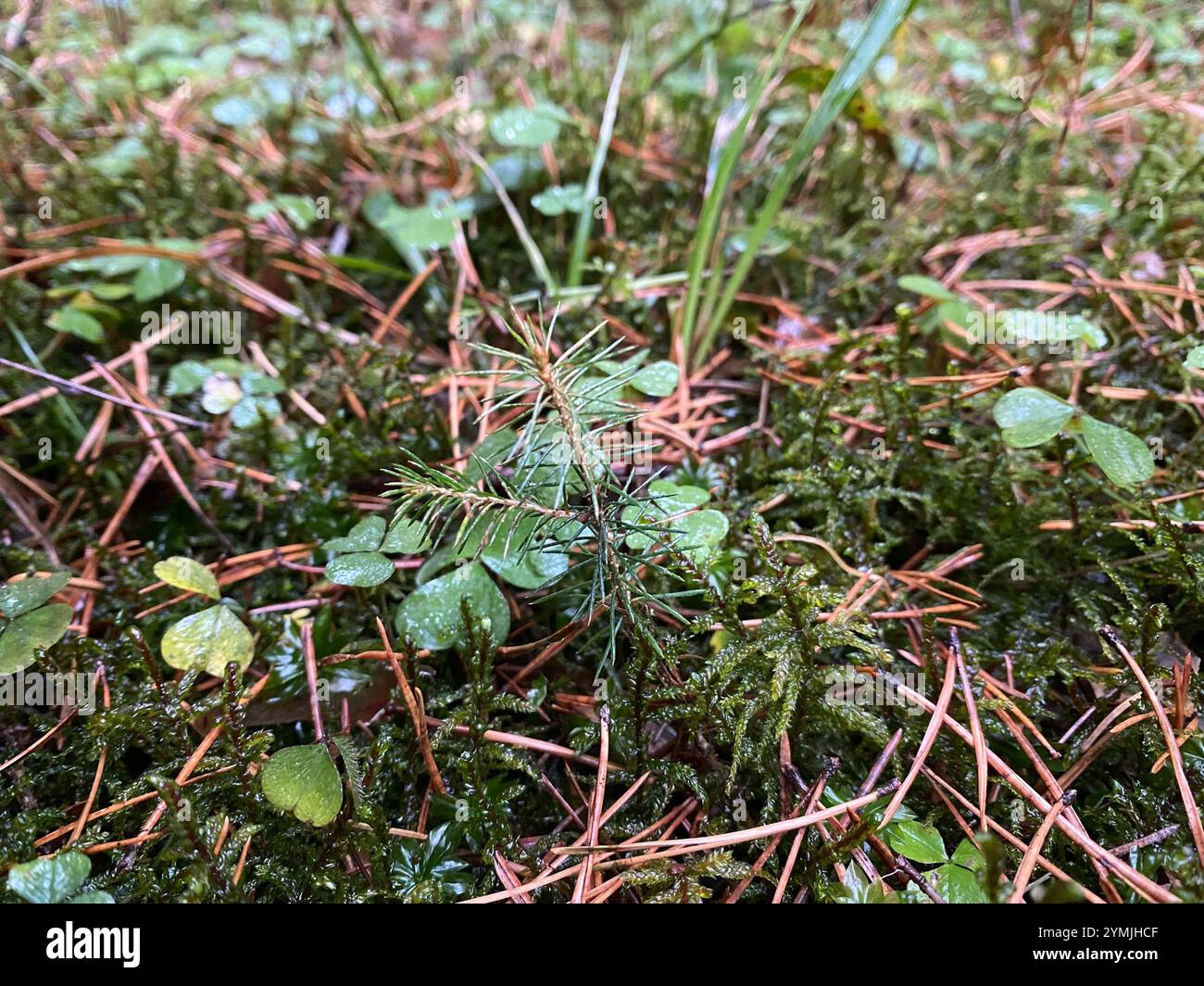 Red-stemmed Feather Moss (Pleurozium schreberi Stock Photo - Alamy