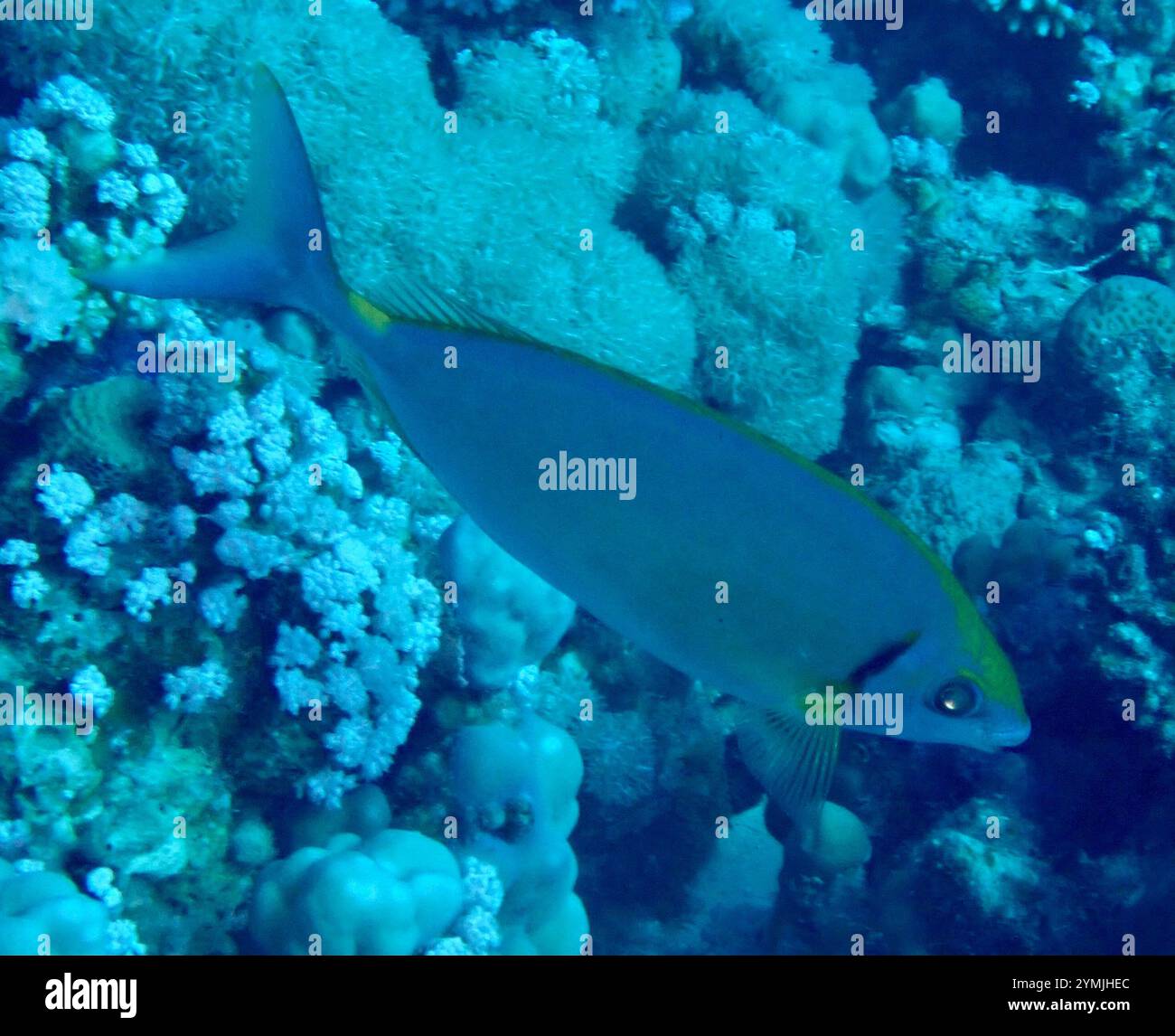Forktail rabbitfish hi-res stock photography and images - Alamy
