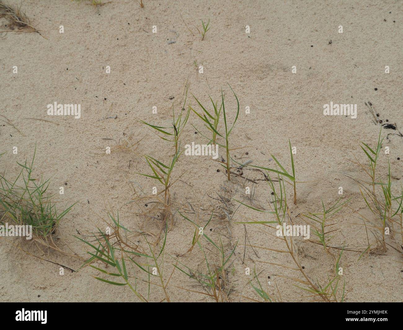 seashore dropseed (Sporobolus virginicus Stock Photo - Alamy