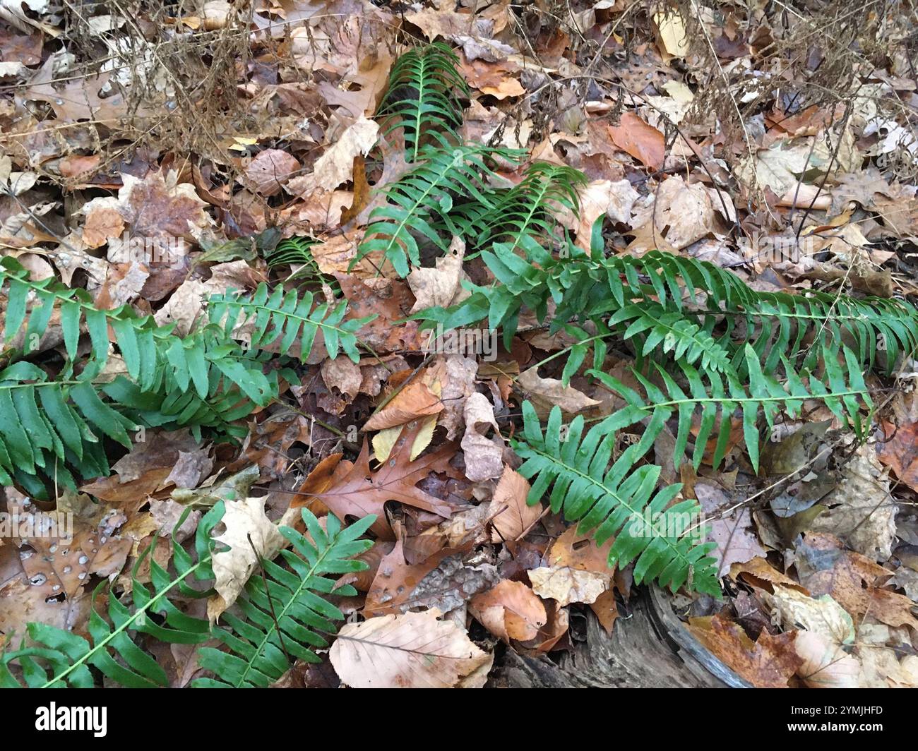 Christmas fern (Polystichum acrostichoides Stock Photo - Alamy