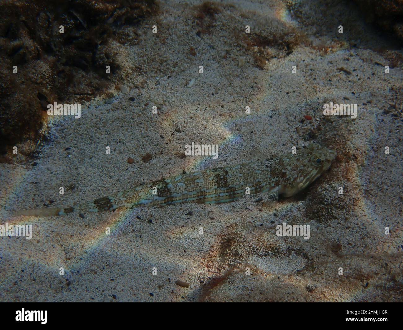 Atlantic Lizardfish (Synodus saurus Stock Photo - Alamy