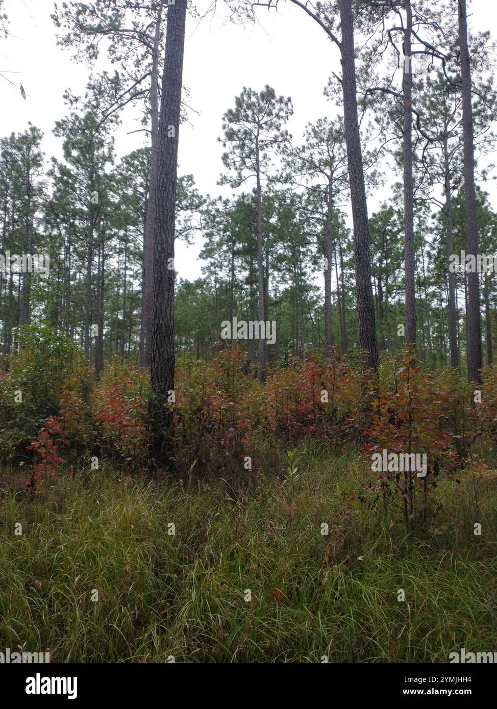 longleaf pine (Pinus palustris Stock Photo - Alamy