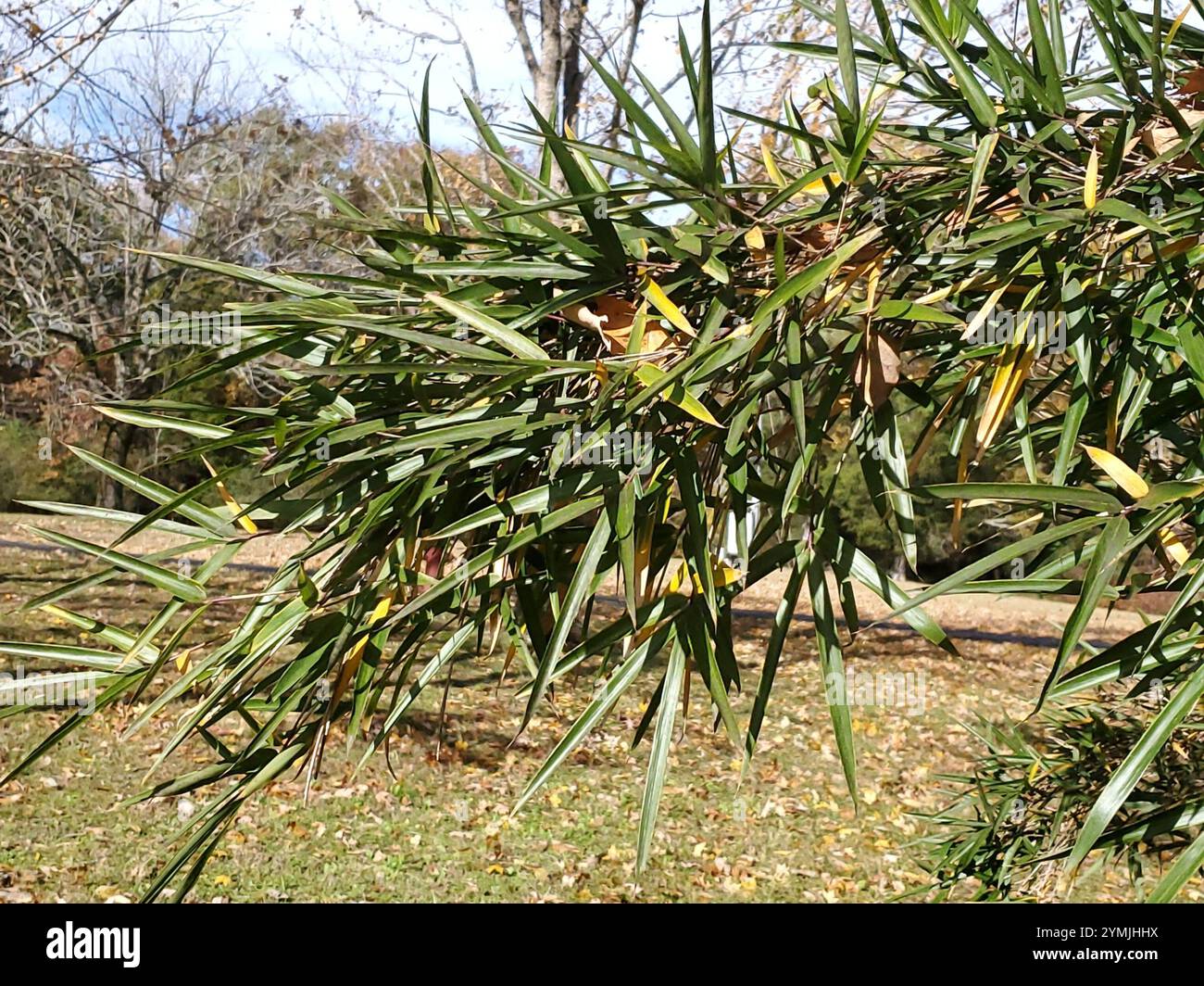 river cane (Arundinaria gigantea Stock Photo - Alamy