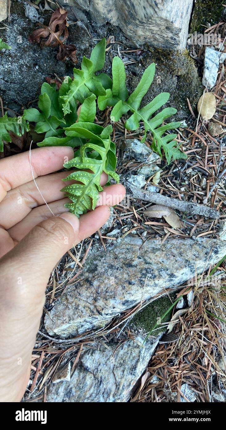 California Polypody (Polypodium californicum Stock Photo - Alamy