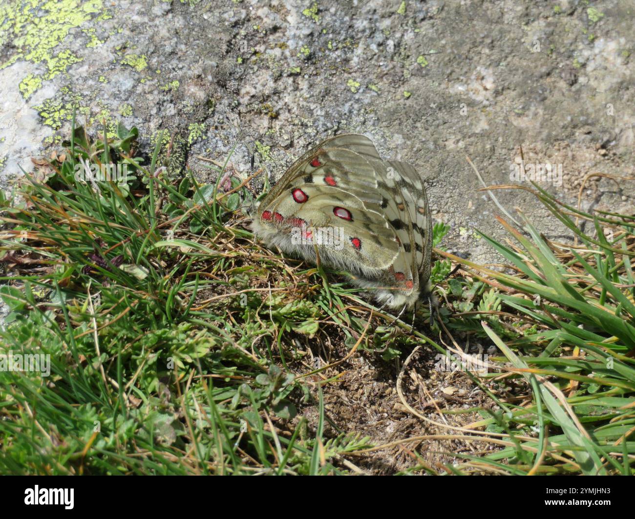Phoebus Apollo (Parnassius phoebus Stock Photo - Alamy