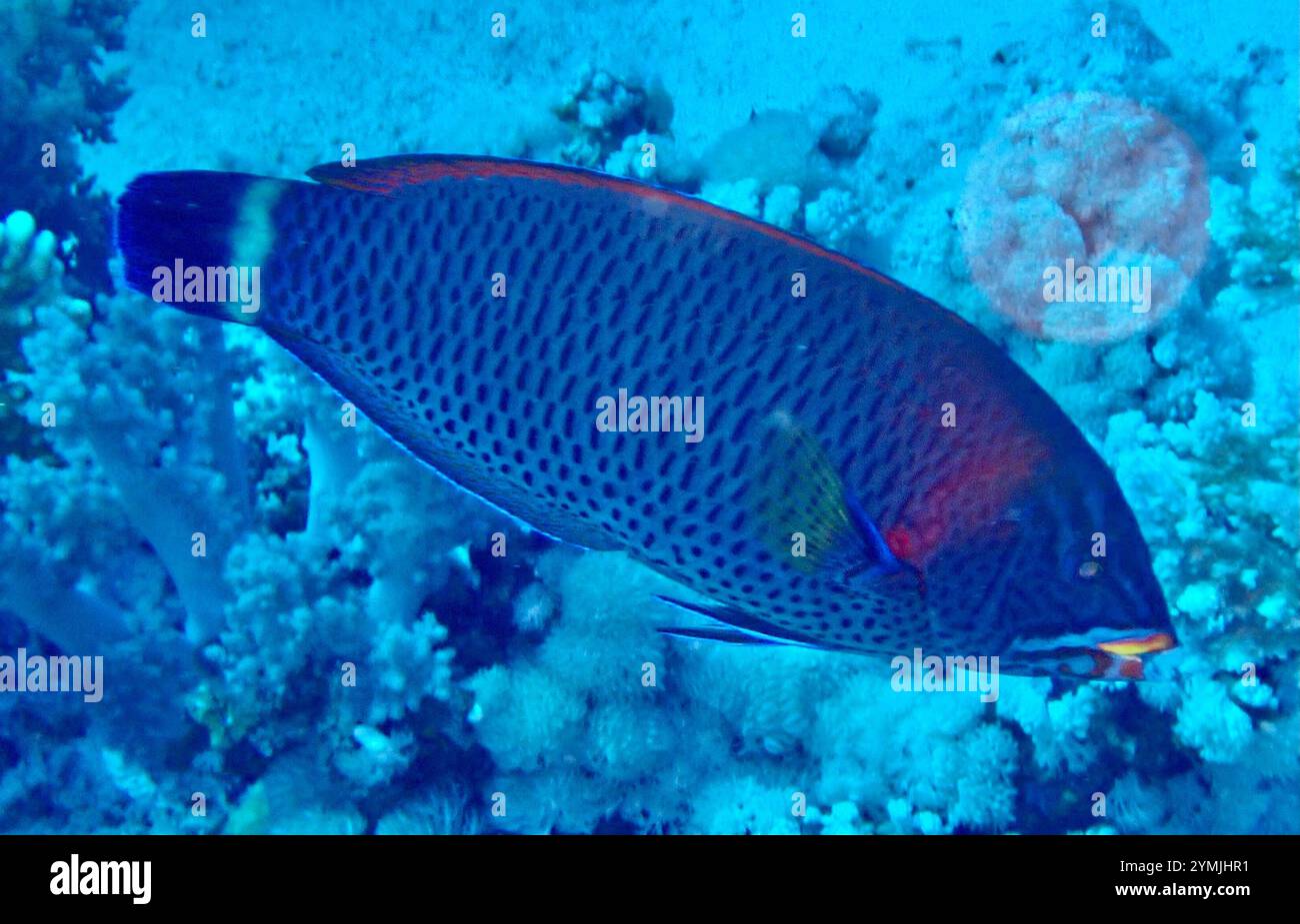 Chiseltooth Wrasse (Pseudodax moluccanus Stock Photo - Alamy