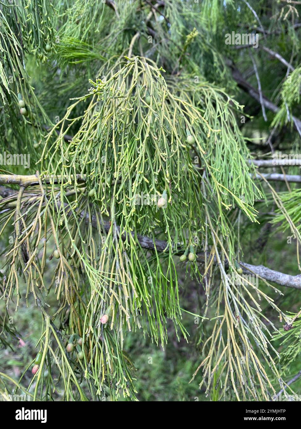 Exocarpos cupressiformis hi-res stock photography and images - Alamy