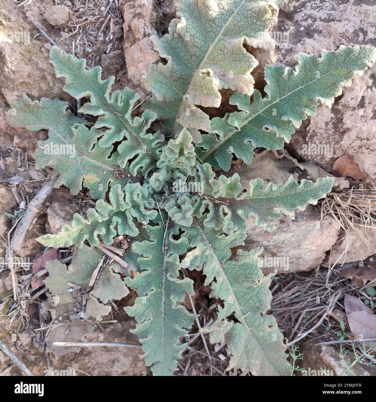 Mullein verbascum sinuatum hi-res stock photography and images - Alamy