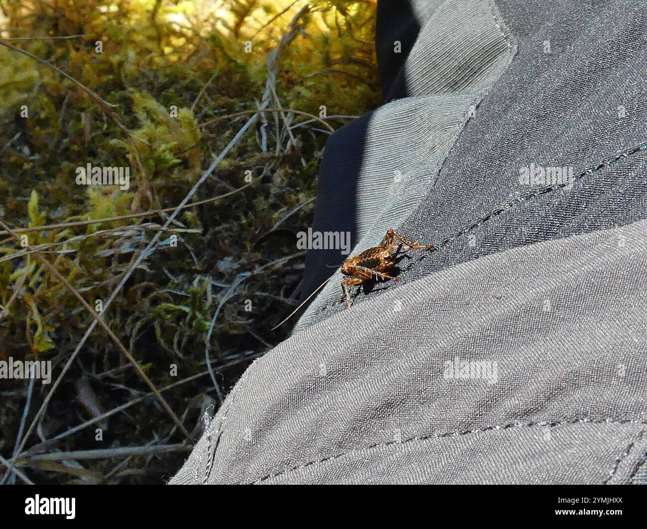 Wood Cricket (Nemobius sylvestris Stock Photo - Alamy