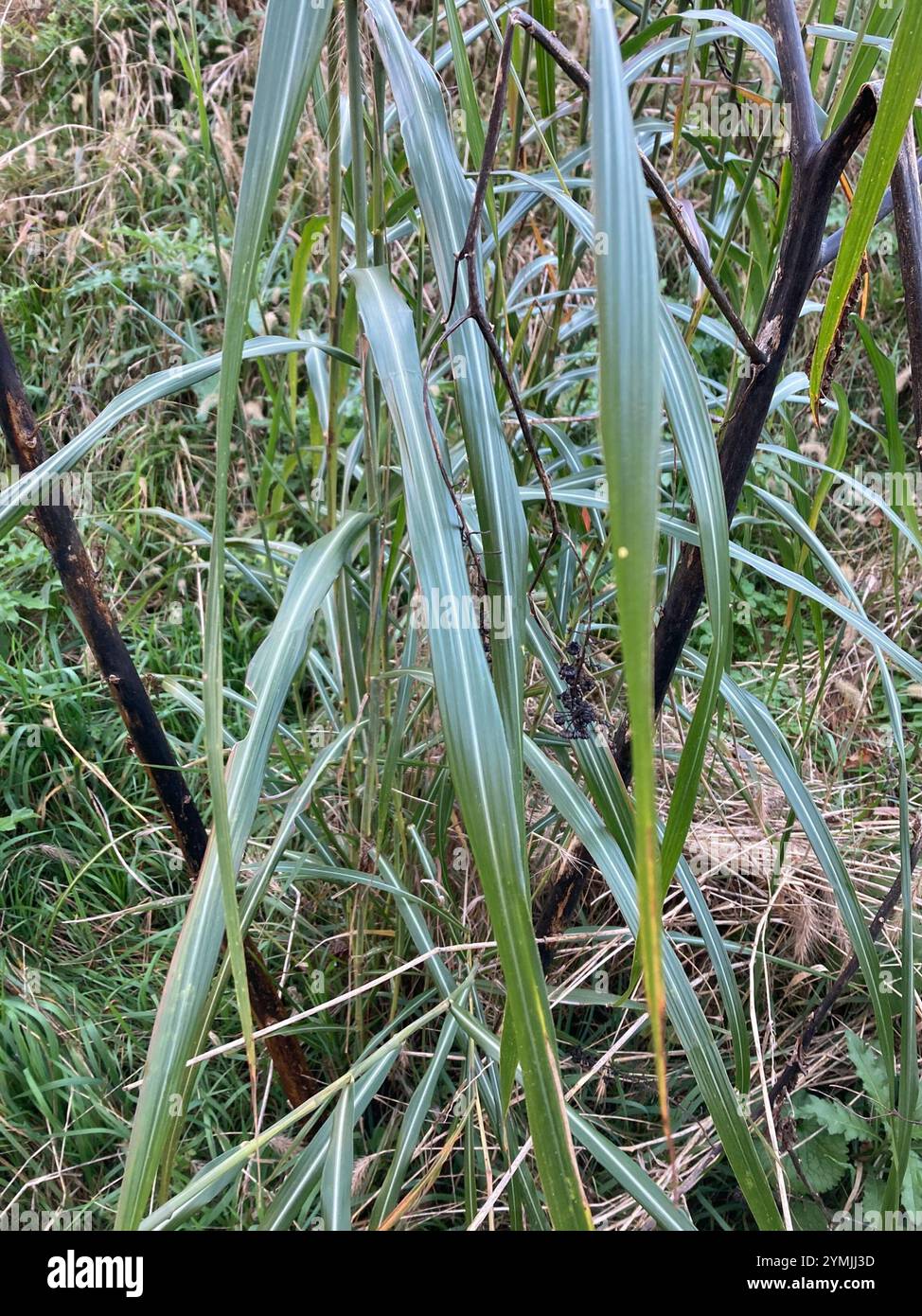 Chinese silver grass (Miscanthus sinensis Stock Photo - Alamy