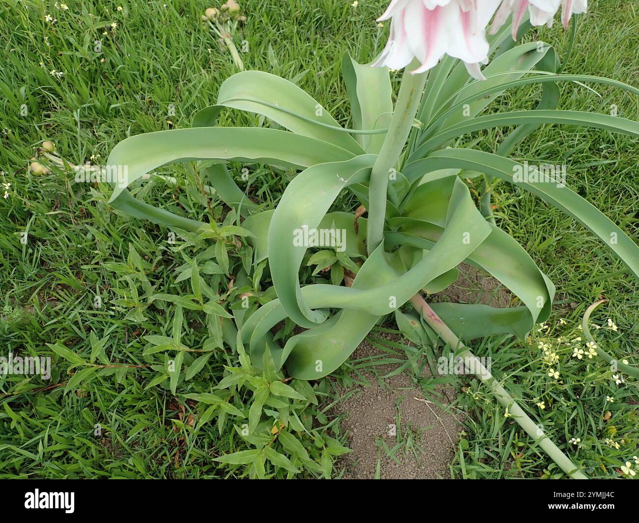 Orange River Swamplily (Crinum bulbispermum Stock Photo - Alamy