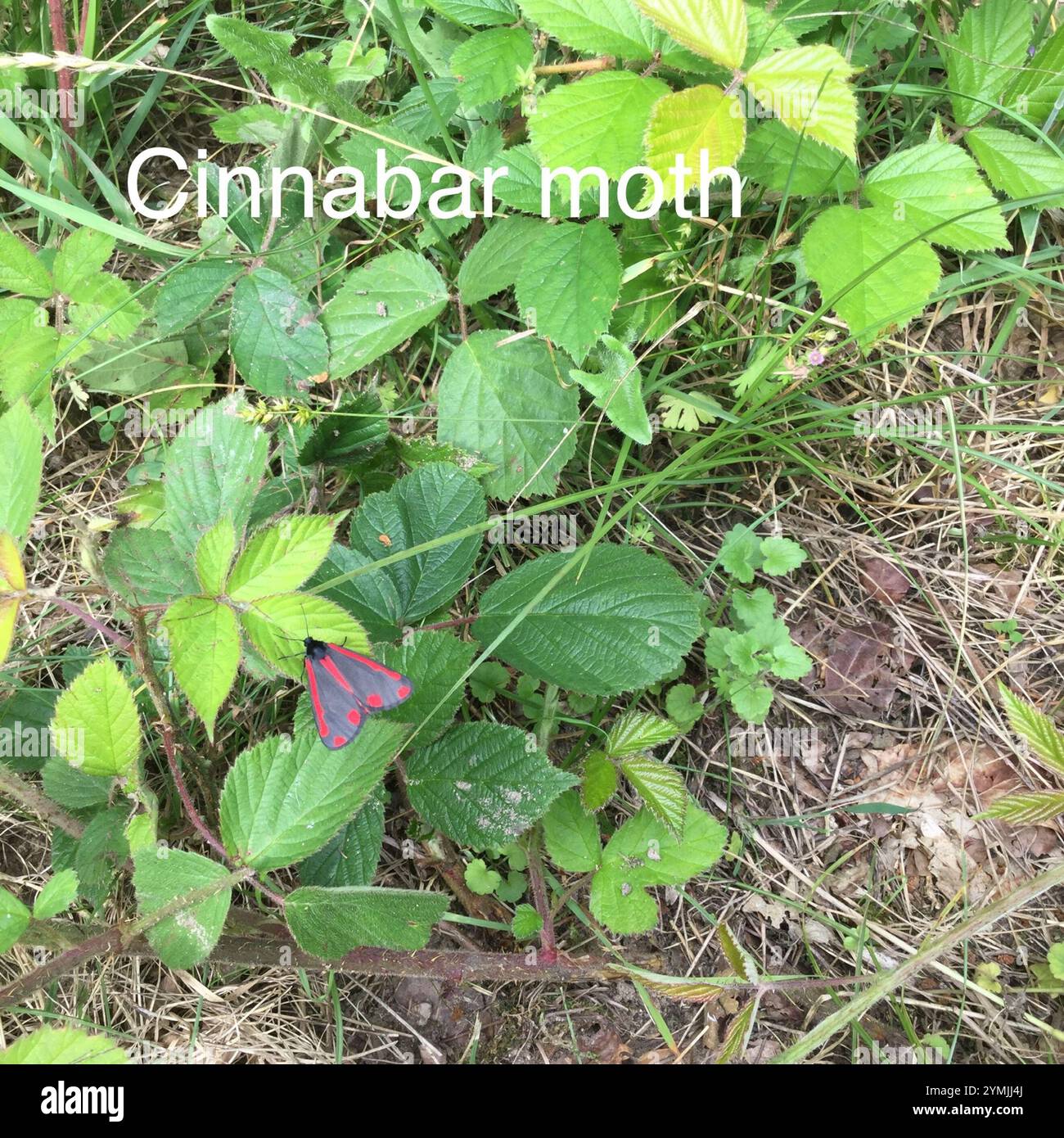 Cinnabar moth (Tyria jacobaeae Stock Photo - Alamy
