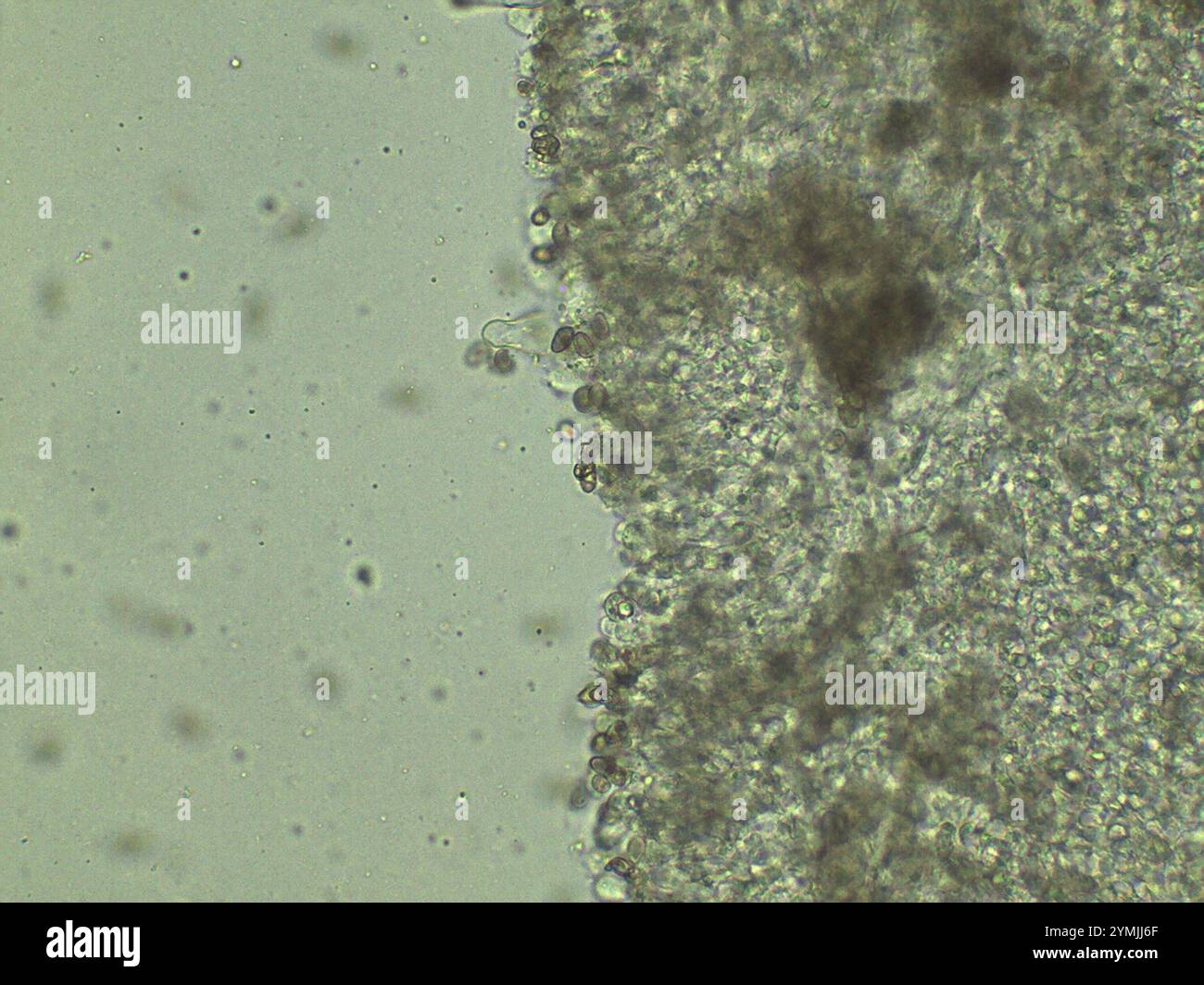 Fiber Caps (Inocybe Stock Photo - Alamy