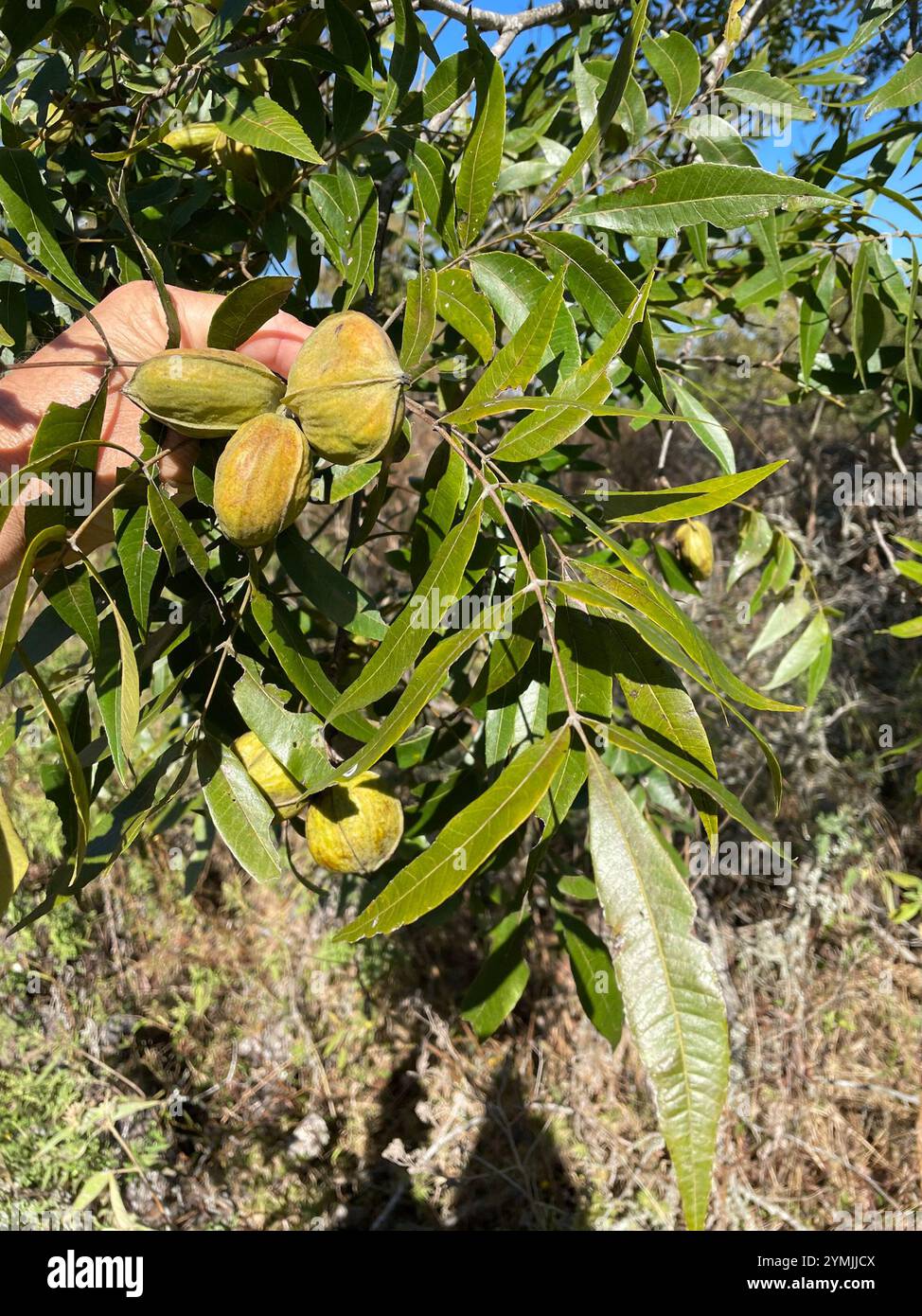 water hickory (Carya aquatica Stock Photo - Alamy
