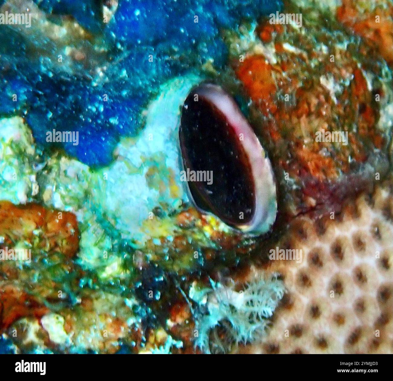 Vermetidae hi-res stock photography and images - Alamy