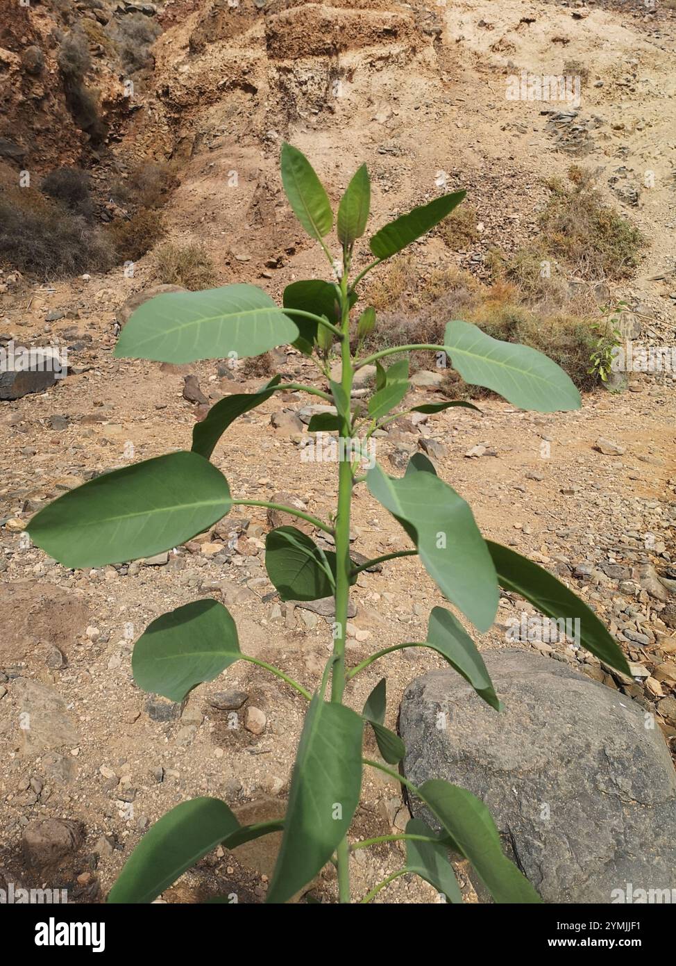 tree tobacco (Nicotiana glauca Stock Photo - Alamy