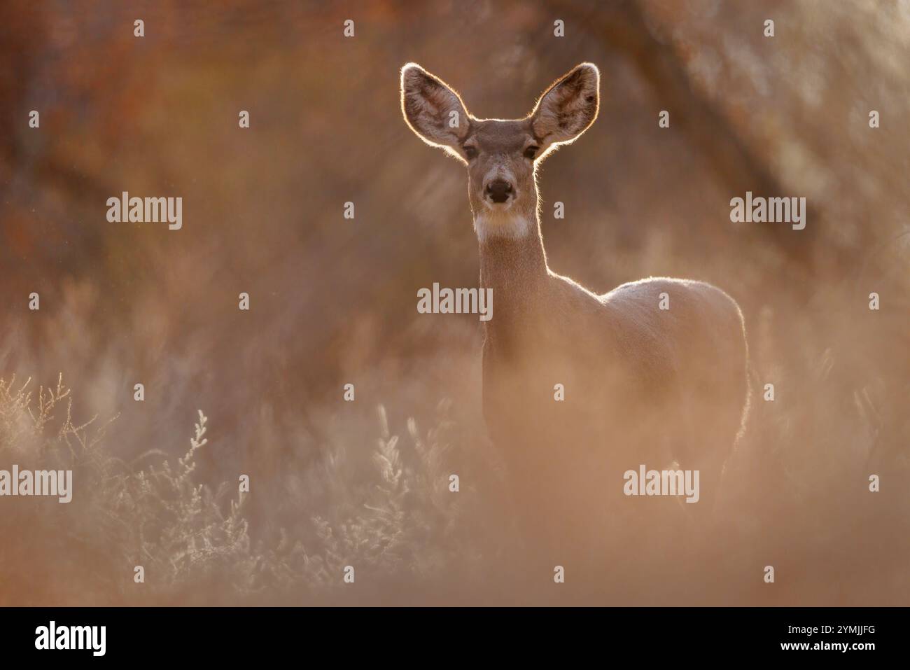 Mule Deer doe, Bosque del Apache National Wildlife Refuge, New Mexico ...