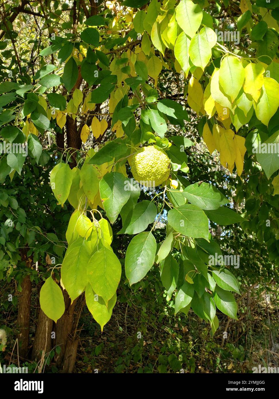 Osage-orange (Maclura pomifera Stock Photo - Alamy