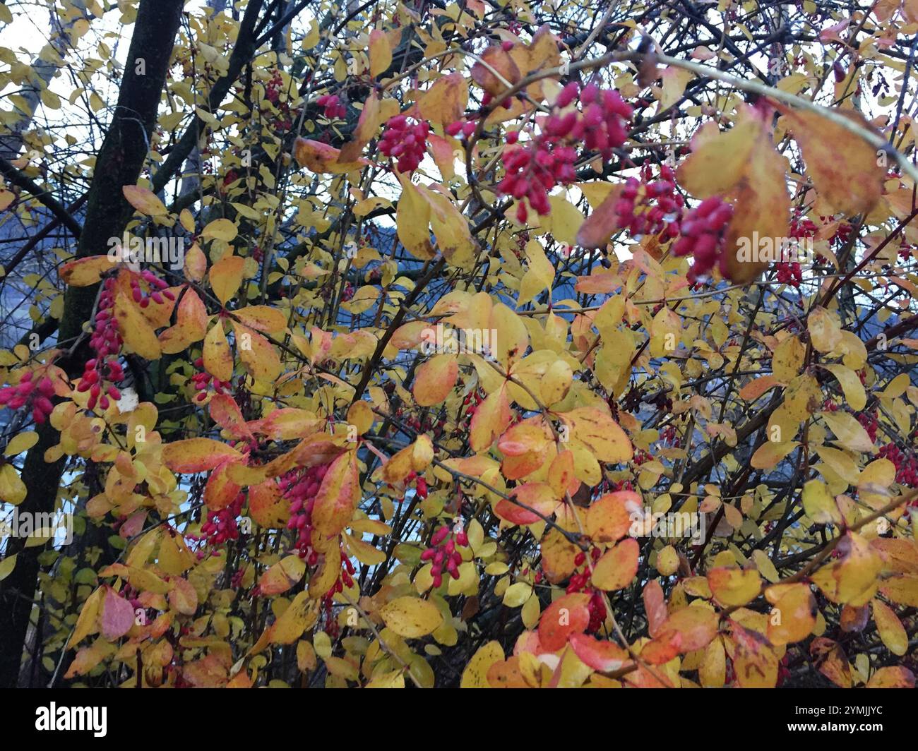 European barberry (Berberis vulgaris Stock Photo - Alamy