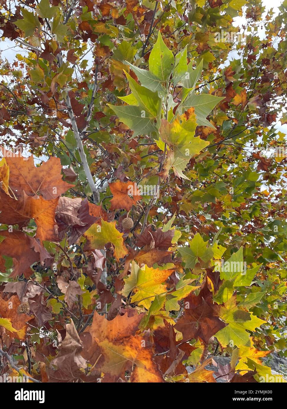 American sycamore (Platanus occidentalis Stock Photo - Alamy