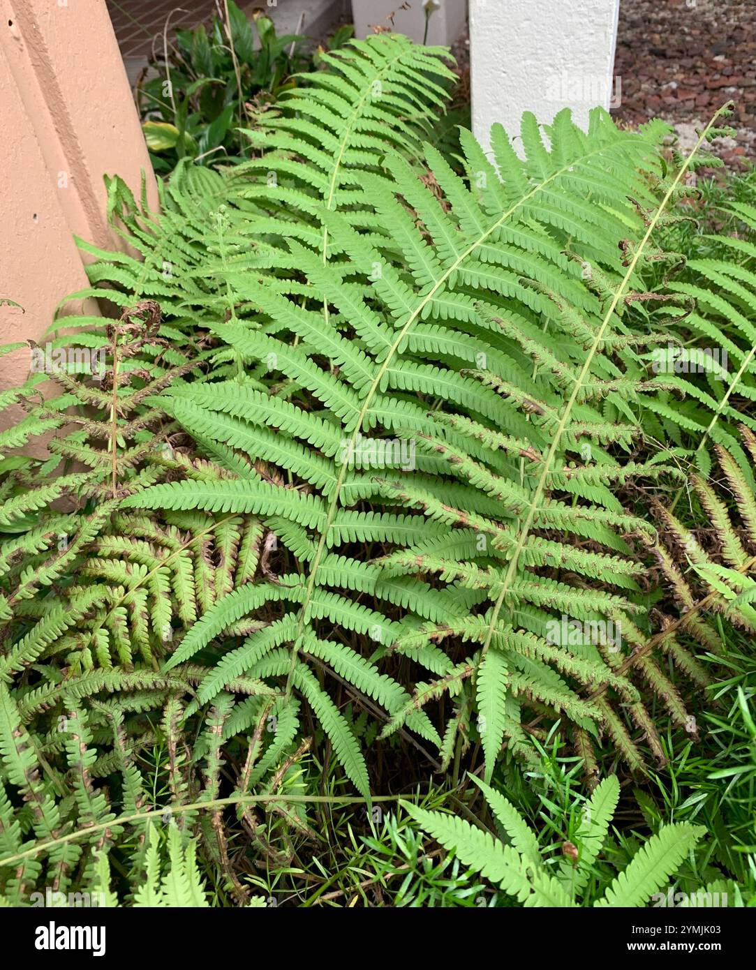 Family thelypteridaceae hi-res stock photography and images - Alamy