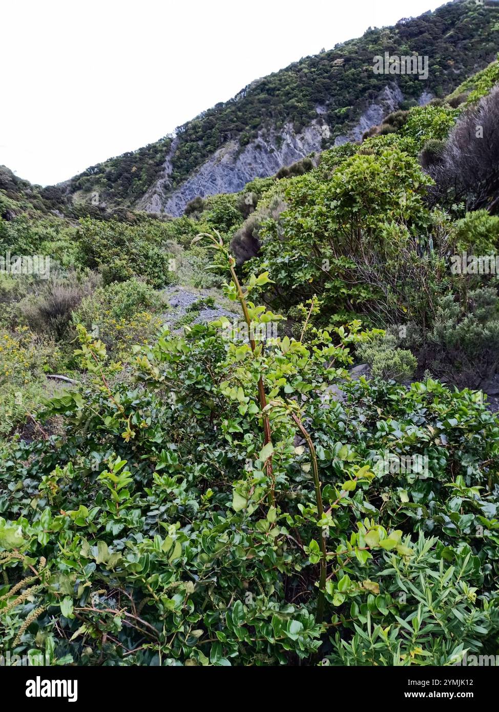 Tree Tutu (Coriaria arborea Stock Photo - Alamy