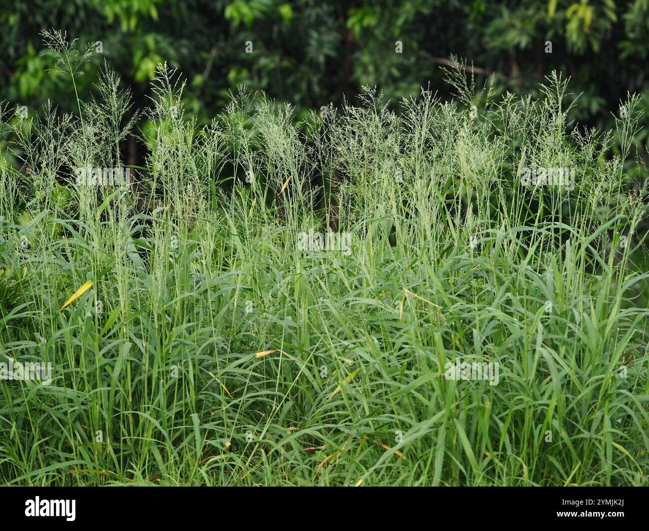 Megathyrsus maximus hi-res stock photography and images - Alamy