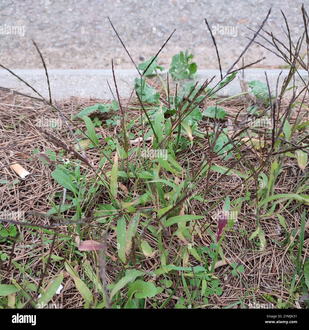 Hairy Crabgrass (Digitaria sanguinalis Stock Photo - Alamy