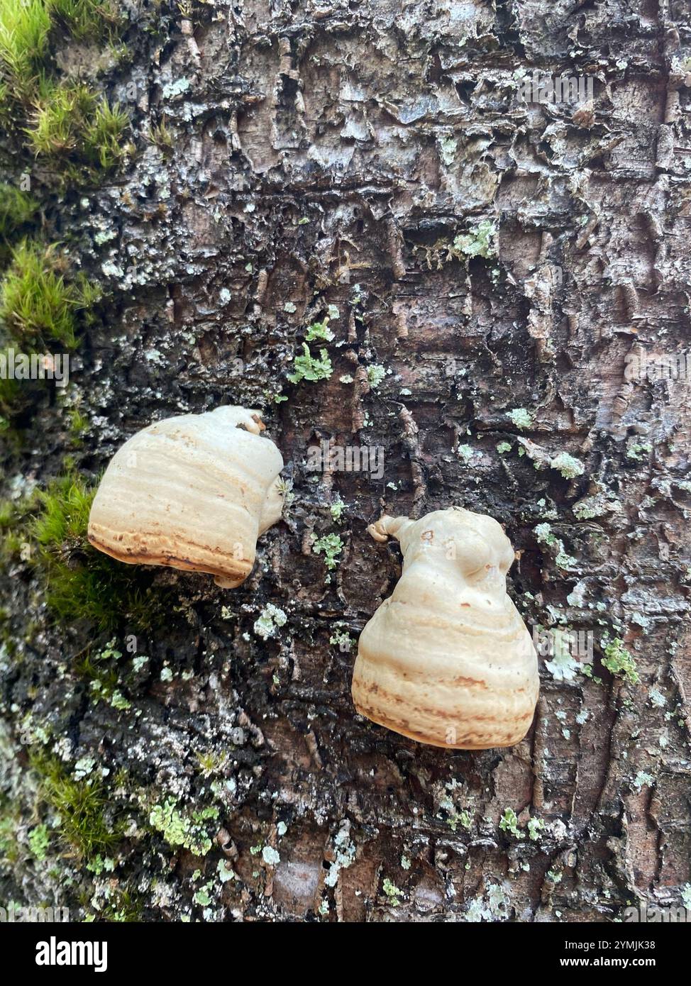 Hoof Fungus (Fomes fomentarius Stock Photo - Alamy
