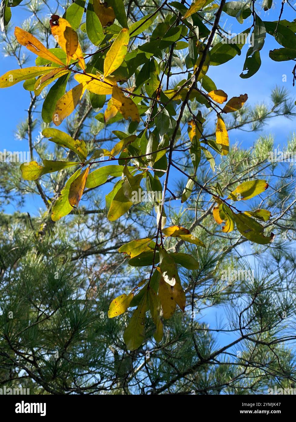 Darlington Oak (Quercus hemisphaerica Stock Photo - Alamy