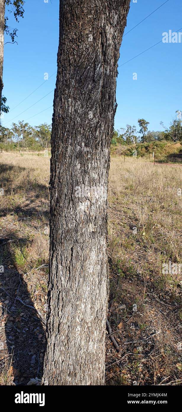 Poplar Box (Eucalyptus populnea Stock Photo - Alamy