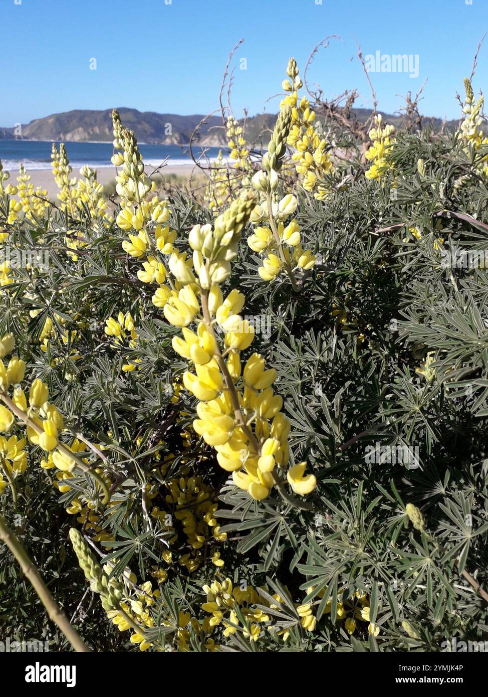 coastal bush lupine (Lupinus arboreus Stock Photo - Alamy