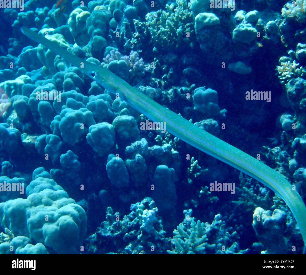 Bluespotted Cornetfish (Fistularia commersonii Stock Photo - Alamy
