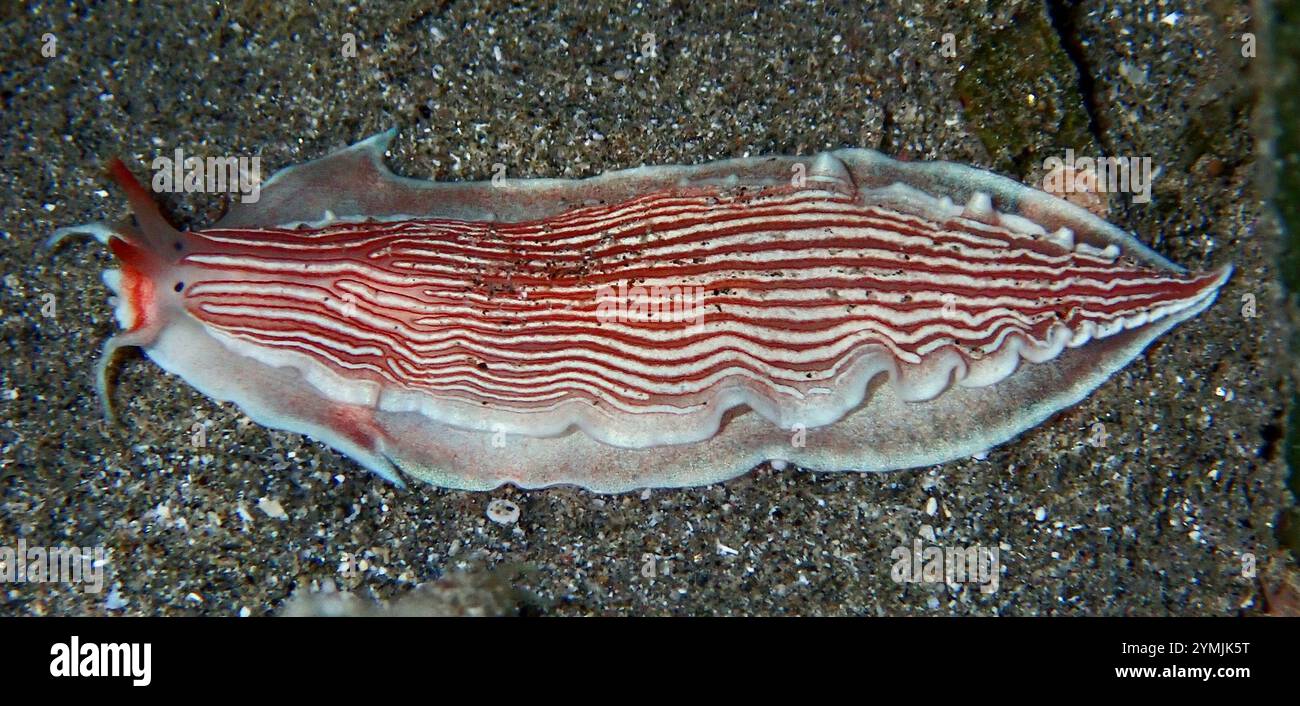 Dermatobranchus hi-res stock photography and images - Alamy