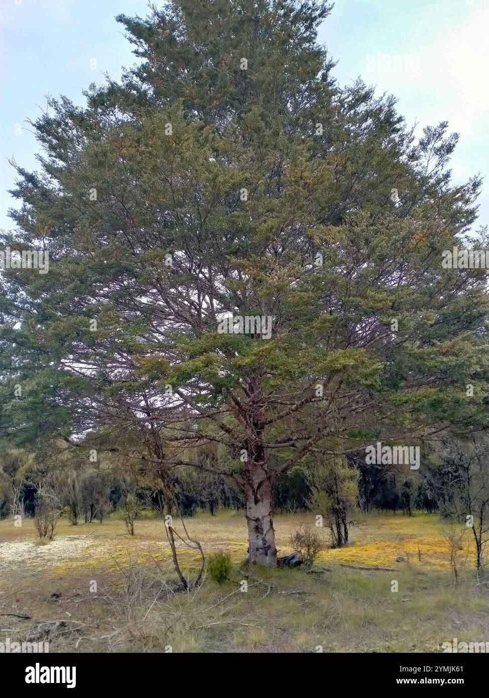 Mountain beech (Nothofagus cliffortioides Stock Photo - Alamy