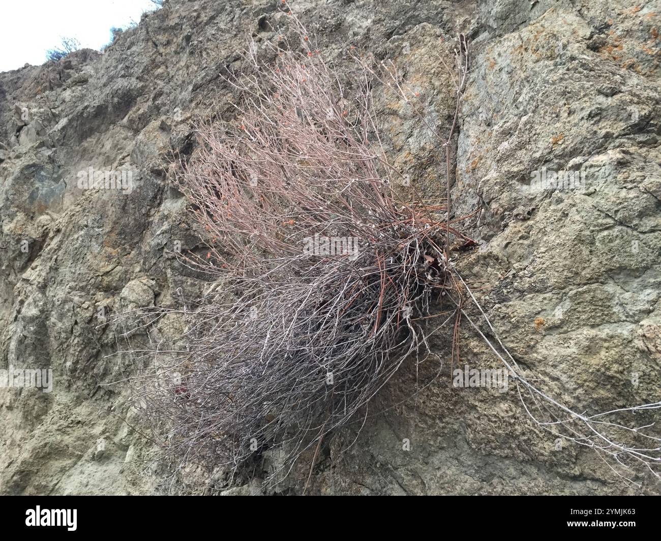 Snow Buckwheat (Eriogonum niveum Stock Photo - Alamy