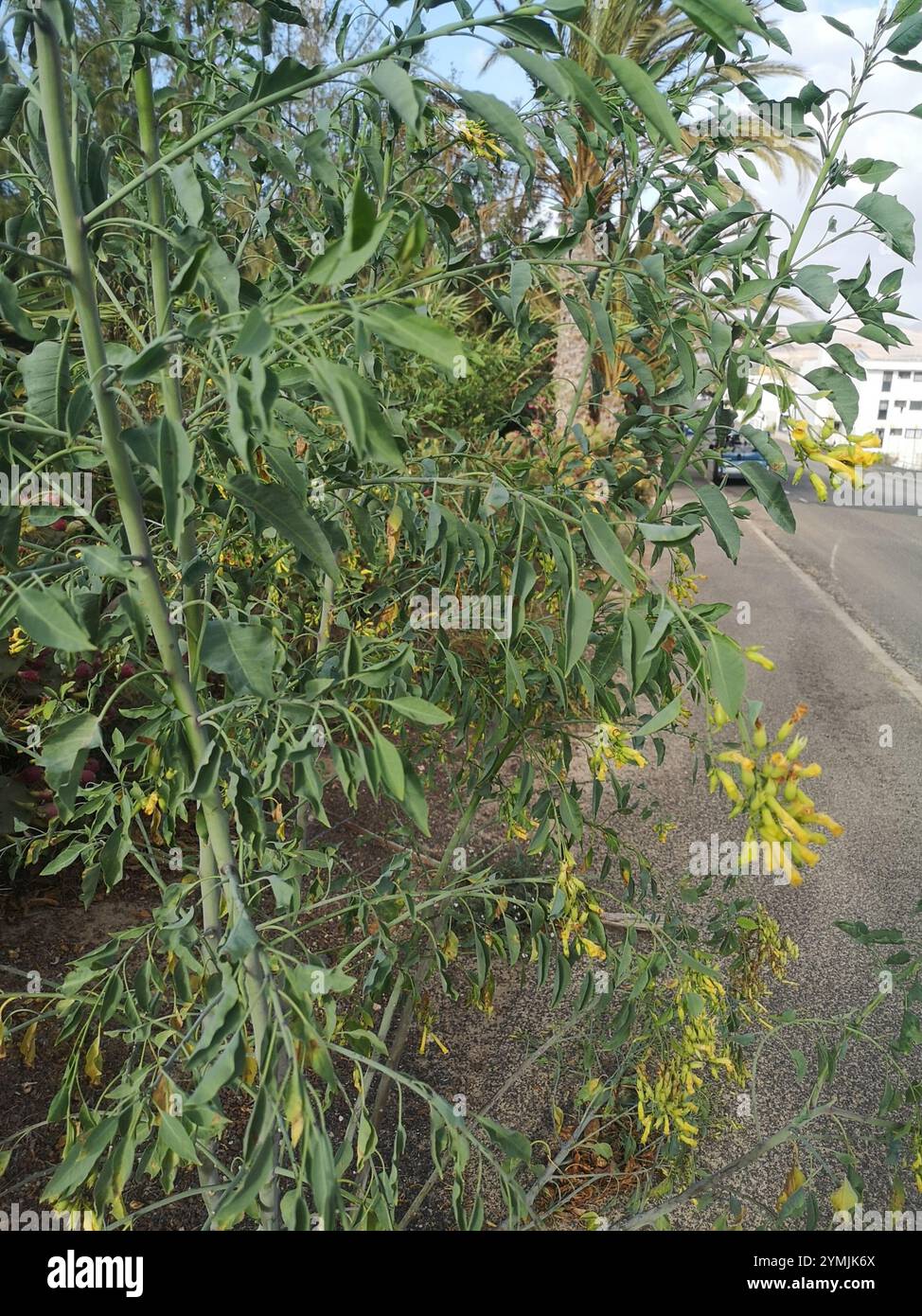 tree tobacco (Nicotiana glauca Stock Photo - Alamy