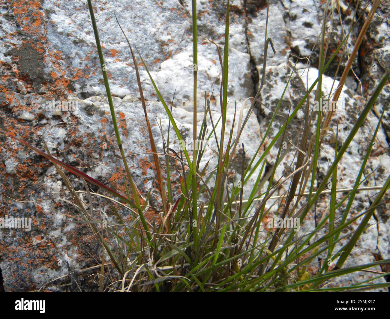 Digitgrass hi-res stock photography and images - Alamy