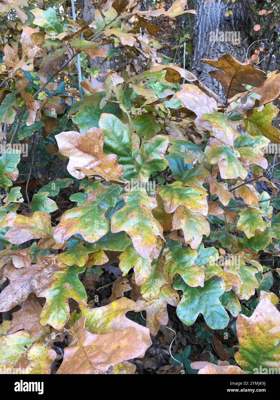 post oak (Quercus stellata Stock Photo - Alamy