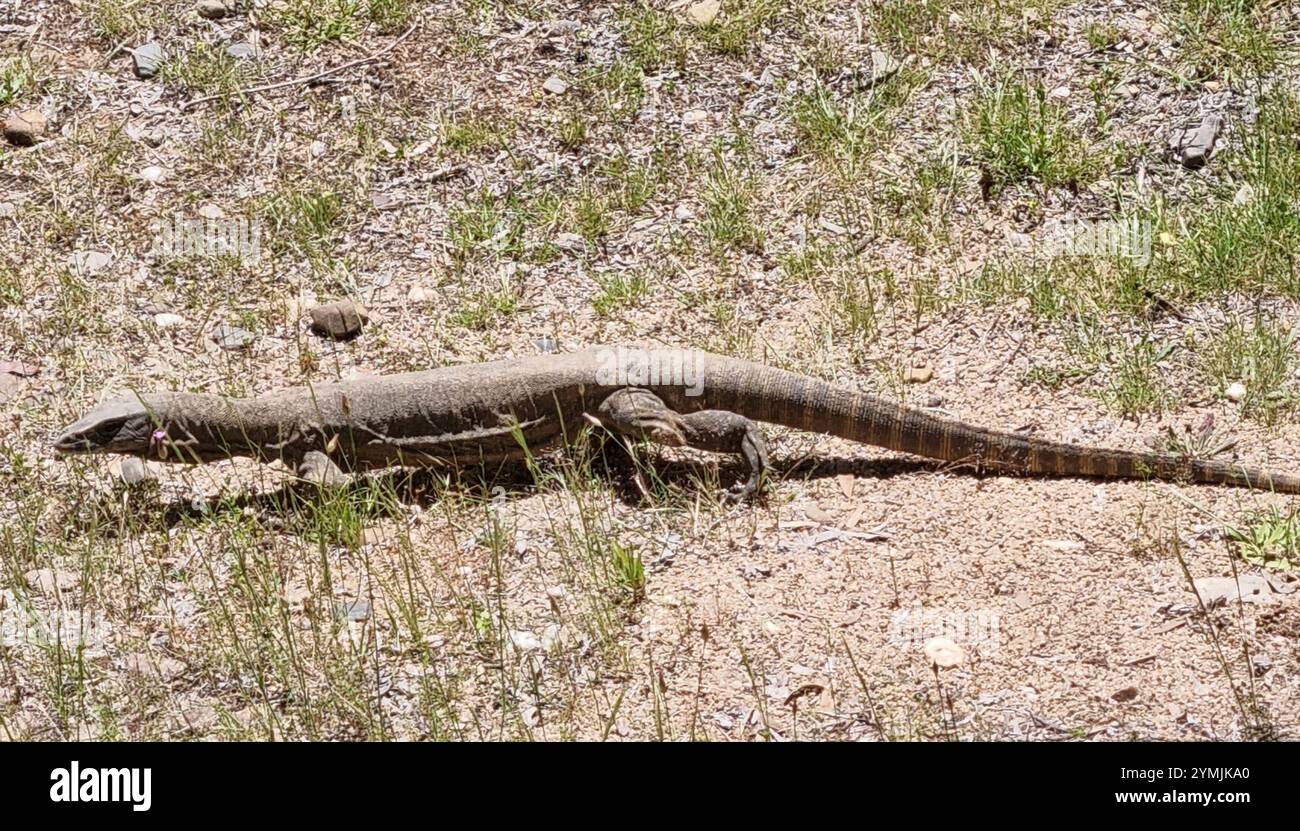 Heath Monitor (Varanus rosenbergi Stock Photo - Alamy