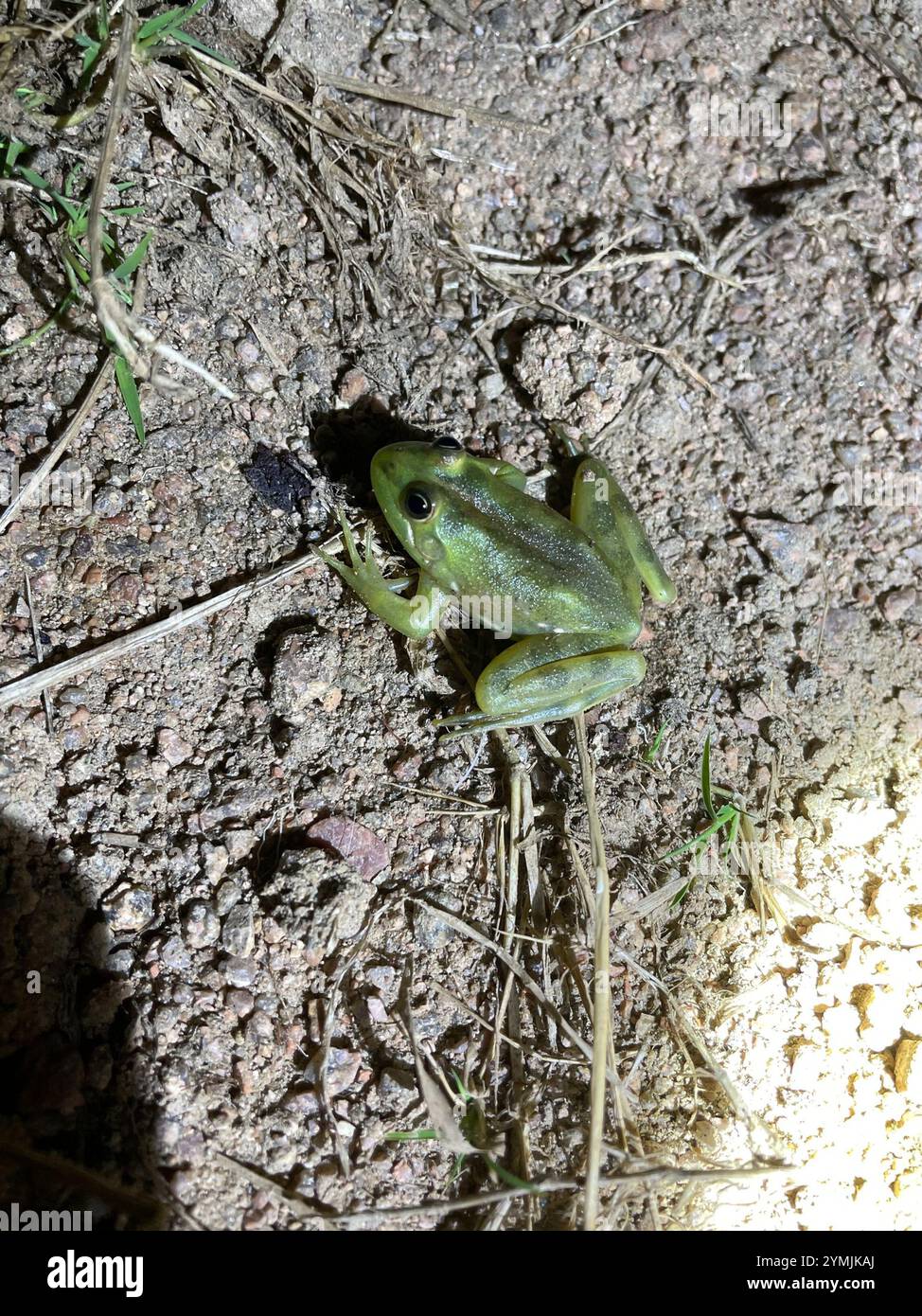 Lesser Swimming Frog (Pseudis minuta Stock Photo - Alamy